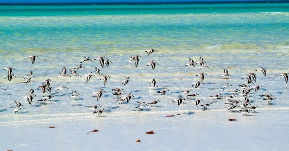 Cancun: Isola di Holbox più, Punta Mosquito con pranzo | GetYourGuide