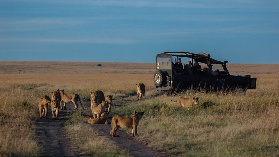 5 Days Group Serengeti, Ngorongoro & lake Manyara Safari | GetYourGuide