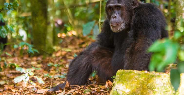 Uganda: 8 Day Exploration of Ape trekking and gem Safari | GetYourGuide