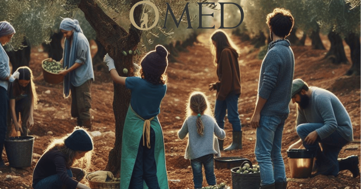 Granada in EVOO: Become a real olive harvester for a day | GetYourGuide