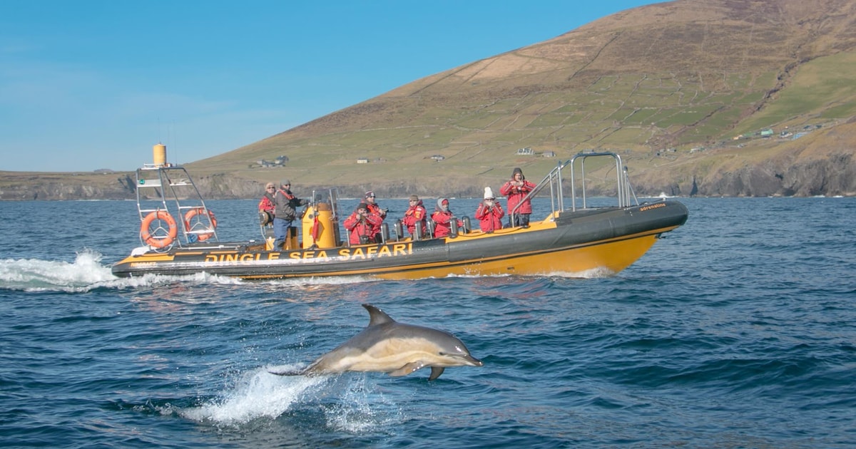 Dingle Sea Safari Rib Ride | GetYourGuide