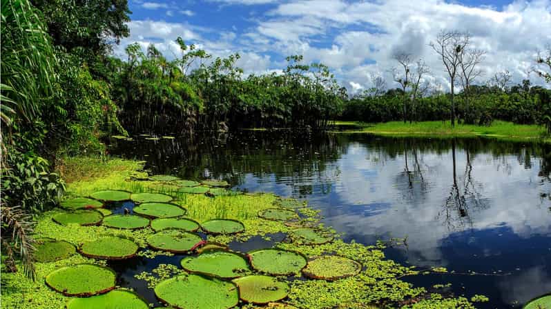 Desde Iquitos: Tour de día completo por la selva peruana | GetYourGuide