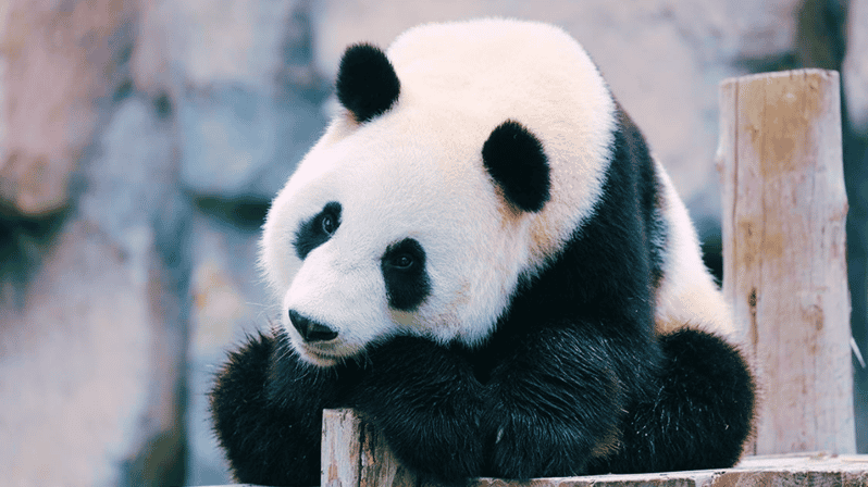 Shanghai: Wild Animal Park Ticket | GetYourGuide