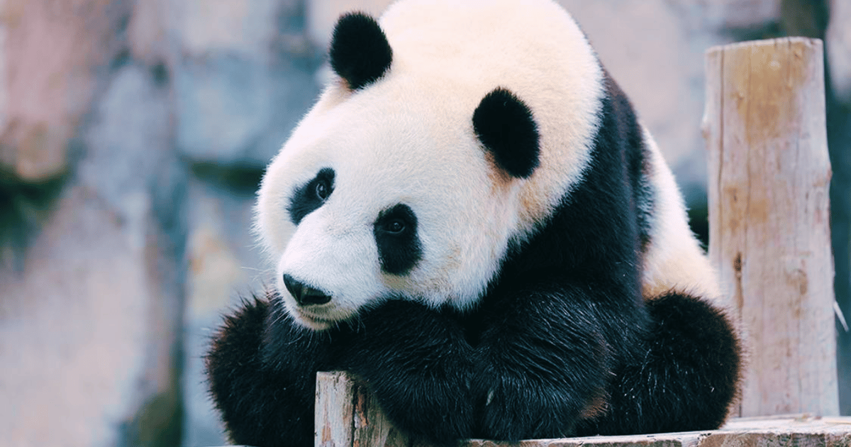 Shanghai: Wild Animal Park Ticket | GetYourGuide