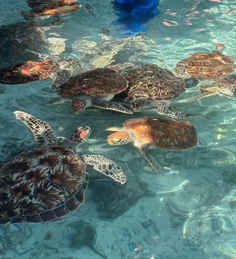 SALAAM CAVE SWIMMING WITH SEA TURTLES IN ZANZIBAR KIZIMKAZI | GetYourGuide