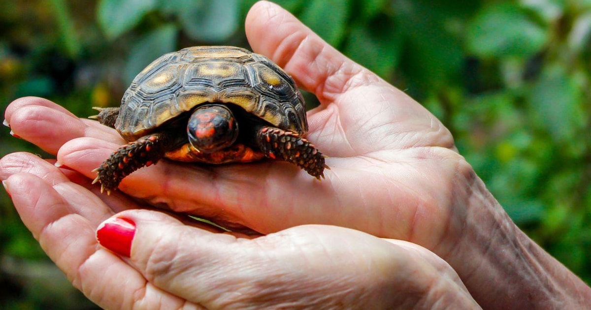 Bali: Glass Bottom Boat & Turtle Conservation Tour | GetYourGuide