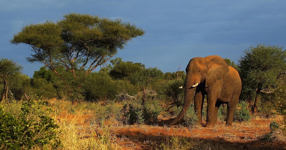 Half-day Tala Game Reserve & Natal Park Safari from Durban | GetYourGuide
