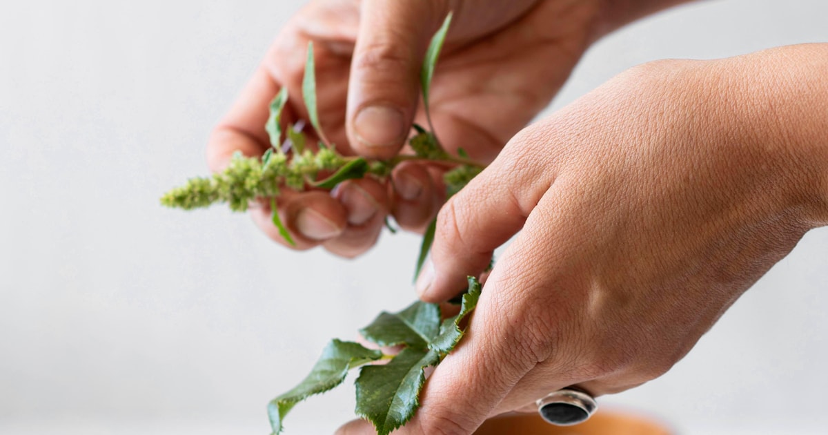 Villacidro - De zalf van de Cogas: de geheimen van de kruiden ...