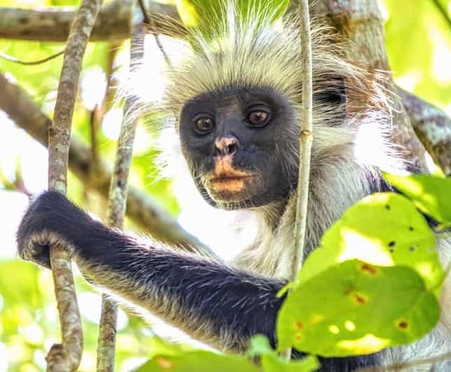 Dolphin Tour, Ngonga Cave, Jozani Forest, The Island Pongwe | GetYourGuide