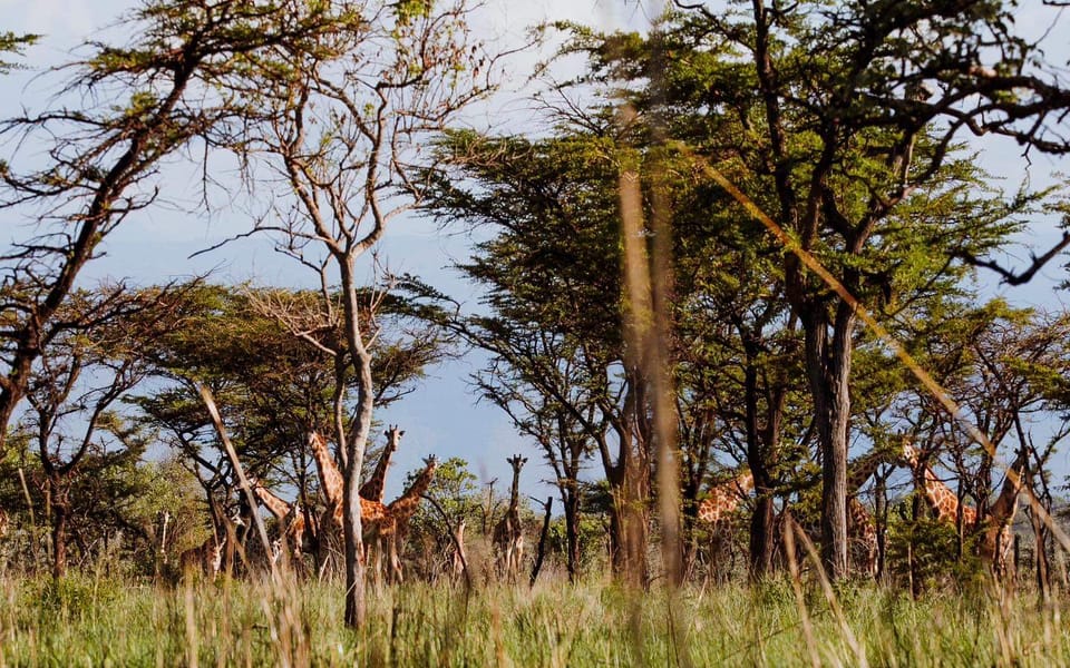 18 Days African Jungle Safari Tour | GetYourGuide