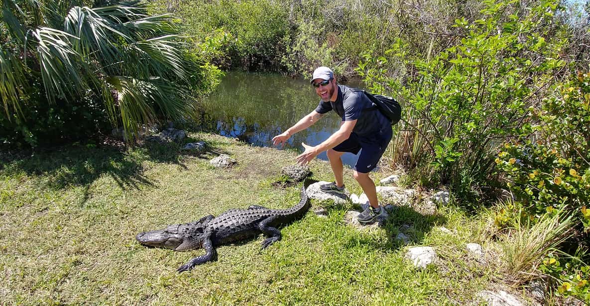 Miami: Passeio de aerobarco e caminhada guiada em Everglades | GetYourGuide