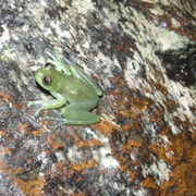 Ecuador Choco Ecoregion: Night Herping and Morning Hike | GetYourGuide