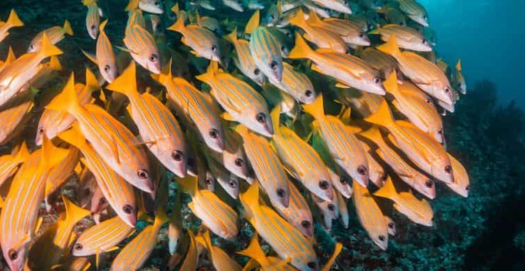 The Rock Restaurant, Kuza Cave, Spice Tour, Cooking Class | GetYourGuide