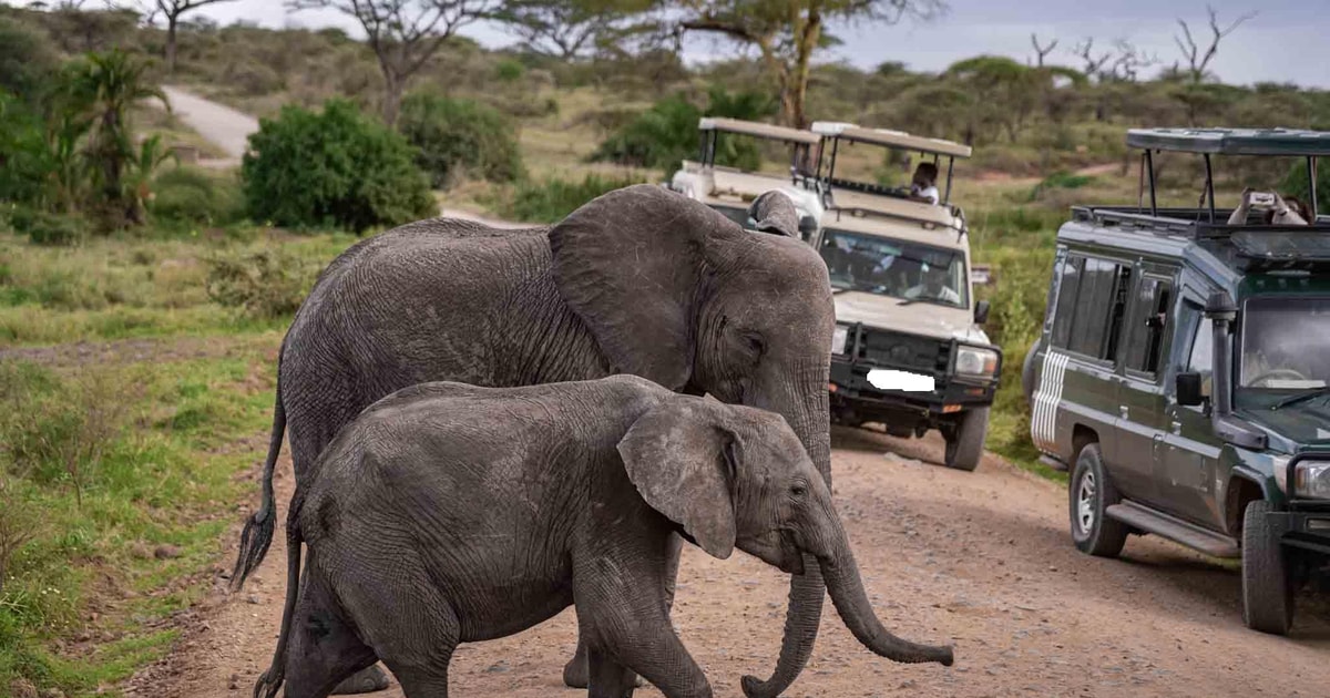 8-dagars safari Amboseli, Serengeti, Lake Manyara & Ngorongoro | GetYourGuide