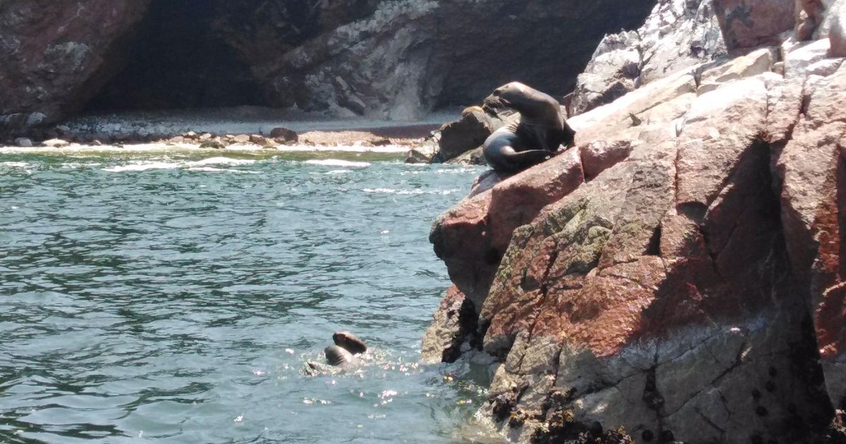 Ballestas Inseln Sehenswürdigkeiten – DHWP