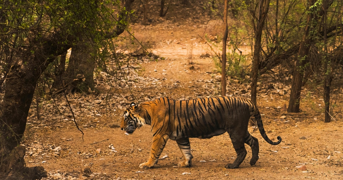 Von Delhi aus: Ranthambore Tiger Safari mit Unterkunft | GetYourGuide