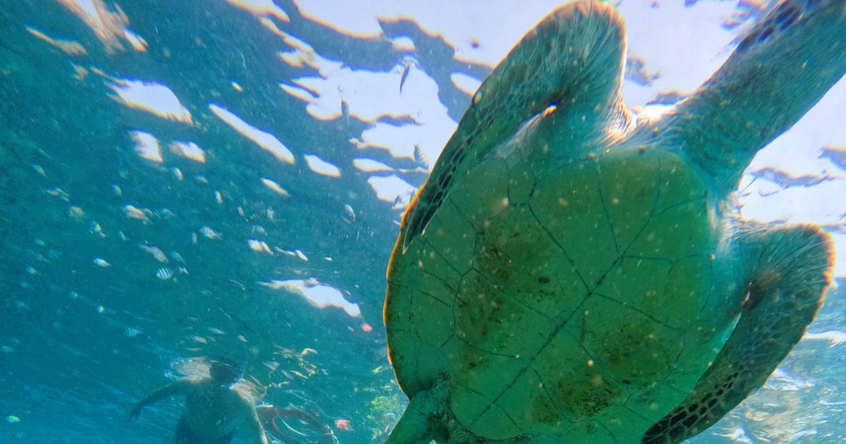 From Abu Dhabi: Snorkeling with turtles in Fujairah with BBQ | GetYourGuide