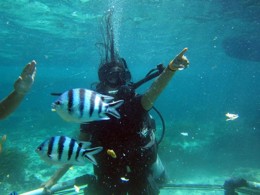 Bali: Scuba Diving For Beginner Experience | GetYourGuide