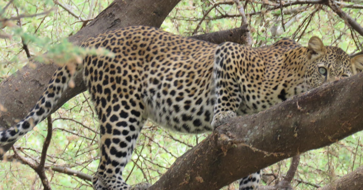 Arusha: Safari and cultural experience | GetYourGuide