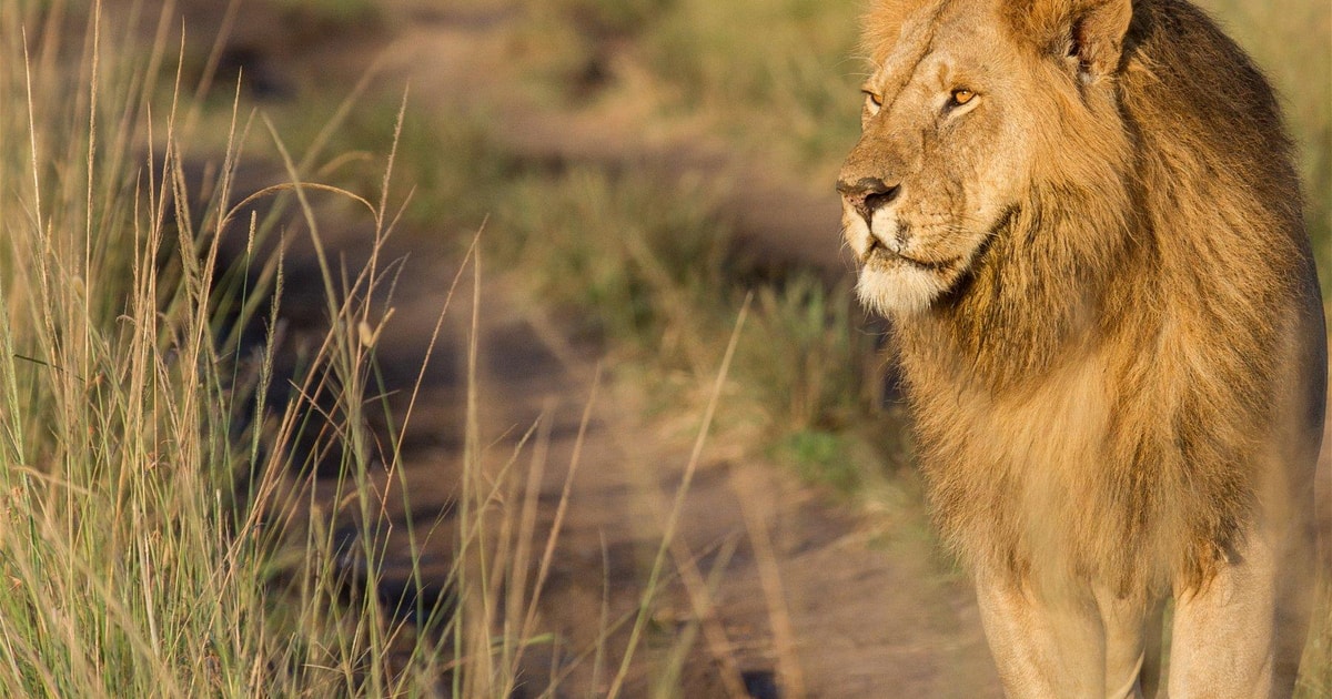 14 Days Bush safari and Beach | GetYourGuide