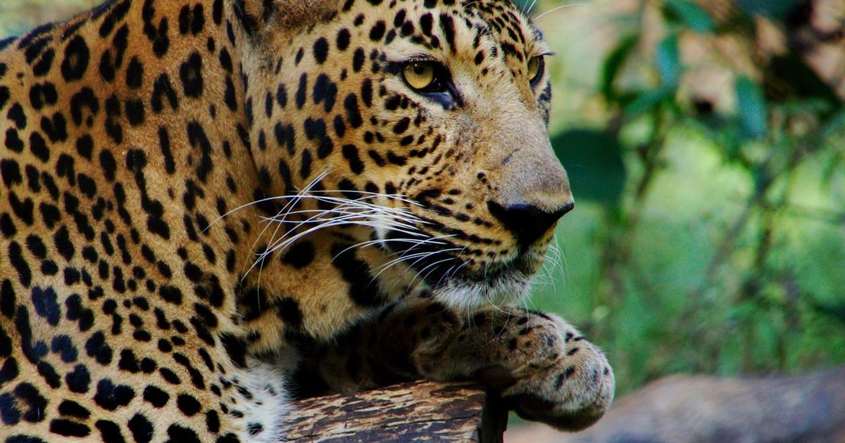 From Delhi: 3-Day Leopard Safari and Golden Triangle Tour | GetYourGuide