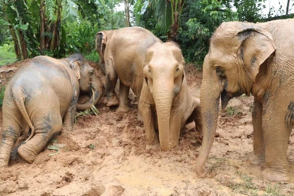 Koh Samui: Elephant Sanctuary and more - Full Day | GetYourGuide