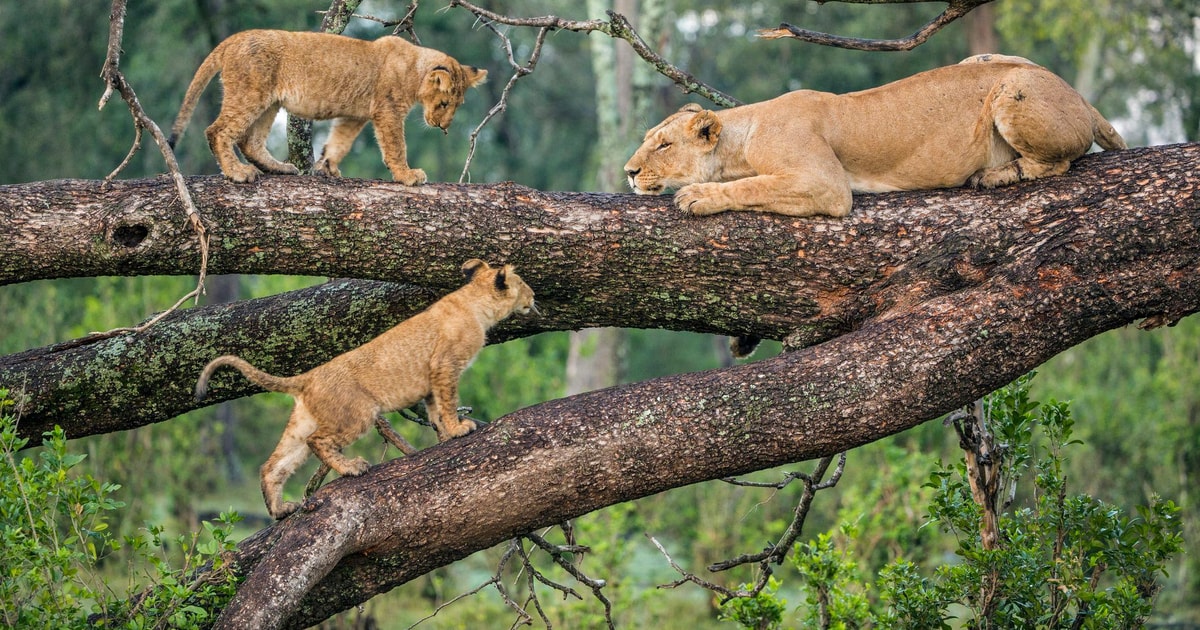 1 Day Lake Manyara National Park Safari | GetYourGuide