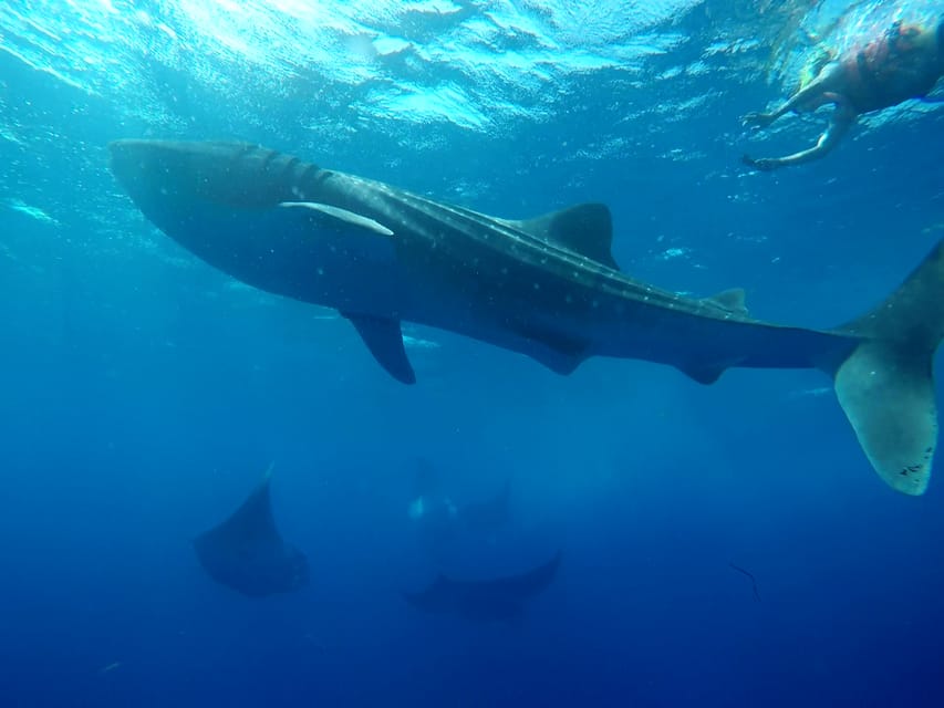 Riviera Maya: Whale Shark Tour | GetYourGuide