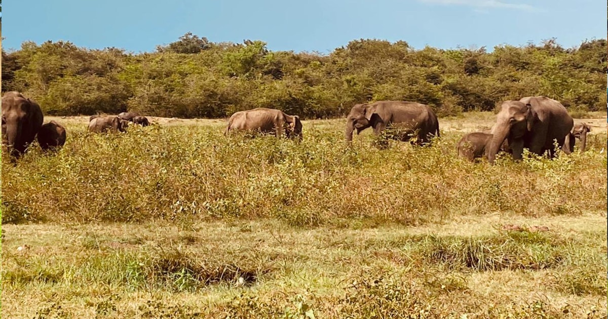 Sigiriya and Minneriya National Park Day Tour from Negombo | GetYourGuide