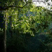 Medan: In the Jungle of Mount Leuser National Park day trip | GetYourGuide