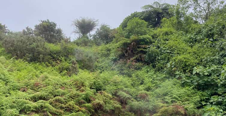 Rotorua: Secret spot kayaking to natural hot springs | GetYourGuide