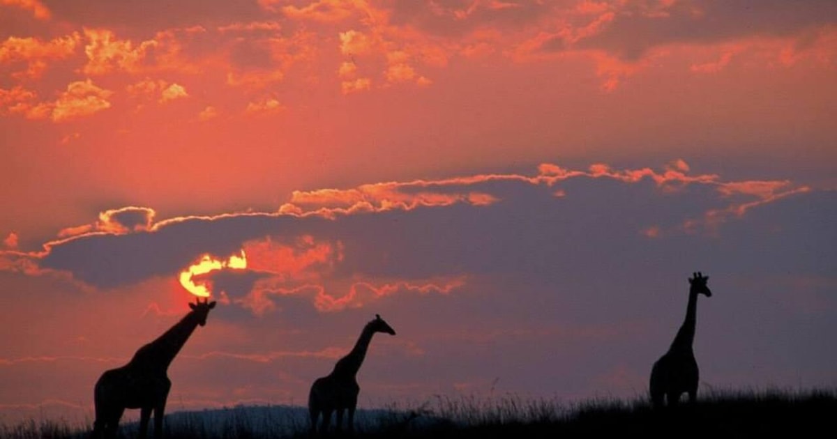 Manyane: 6HGame Drive with Lunch | GetYourGuide