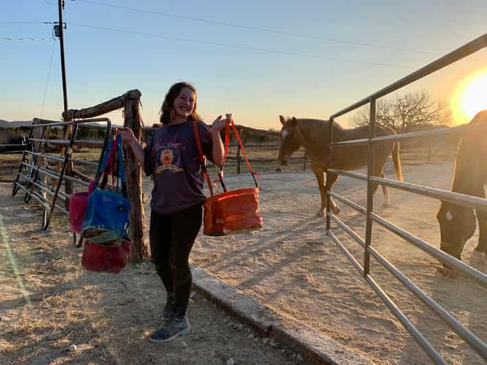 Bandera: Ranch Visit with Longhorns and Horses | GetYourGuide