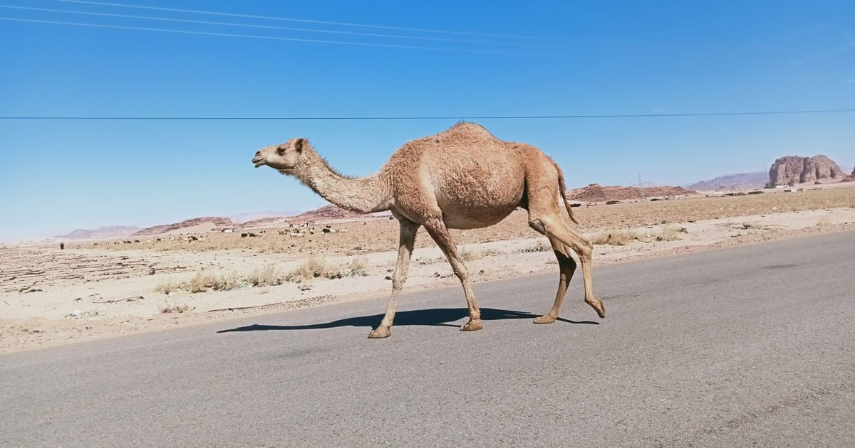 Amman: Desert Castles Group Tour | GetYourGuide