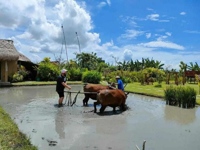 Traditional Rice Farming and Bali Village Life | GetYourGuide