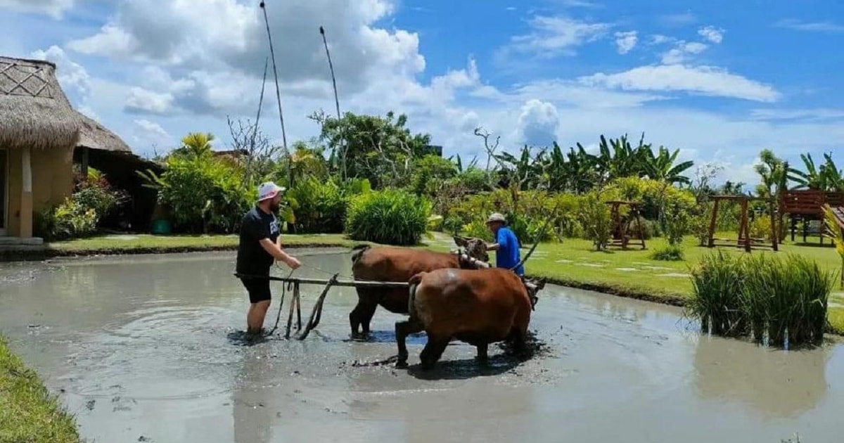 Traditional Rice Farming and Bali Village Life | GetYourGuide