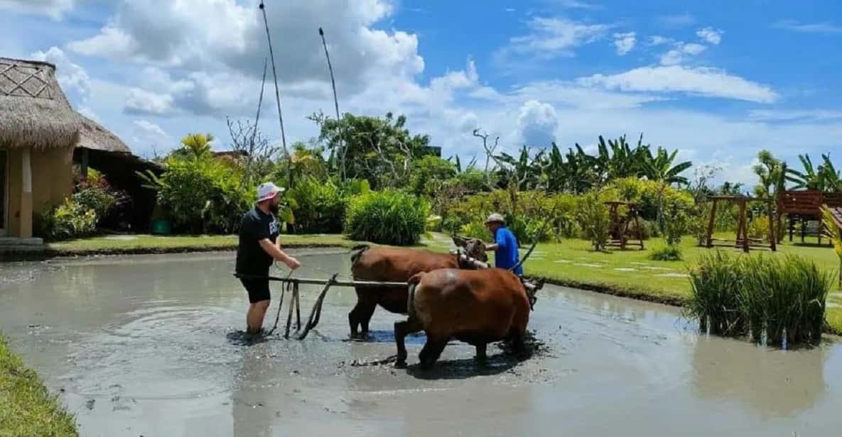 Traditional Rice Farming and Bali Village Life | GetYourGuide