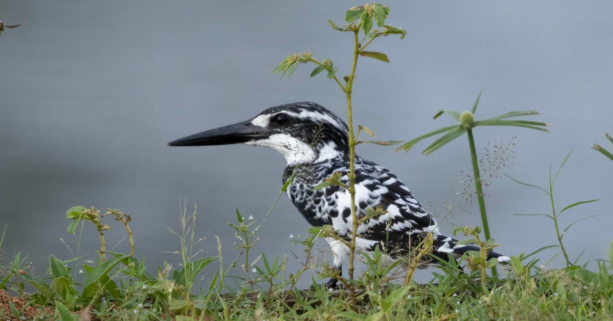 Colombo: Bird watching around Colombo-Guided Tour - 06 hours | GetYourGuide