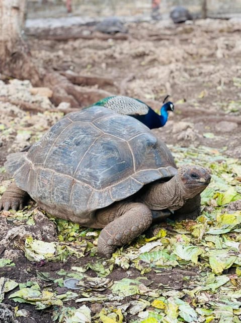 Gevangeniseiland Tour (Changuu eiland) | GetYourGuide