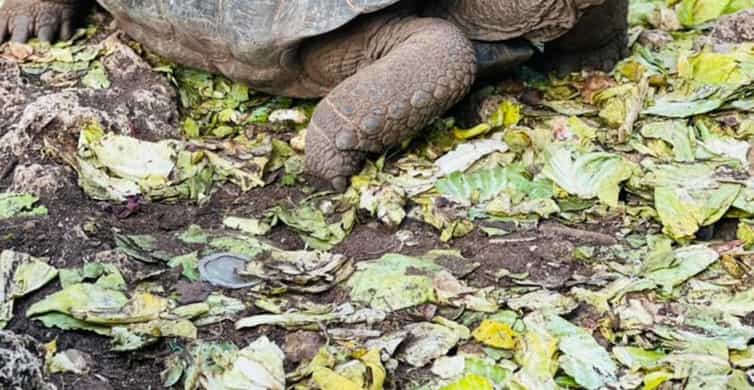 Excursão à Ilha Prisão (Ilha Changuu) | GetYourGuide