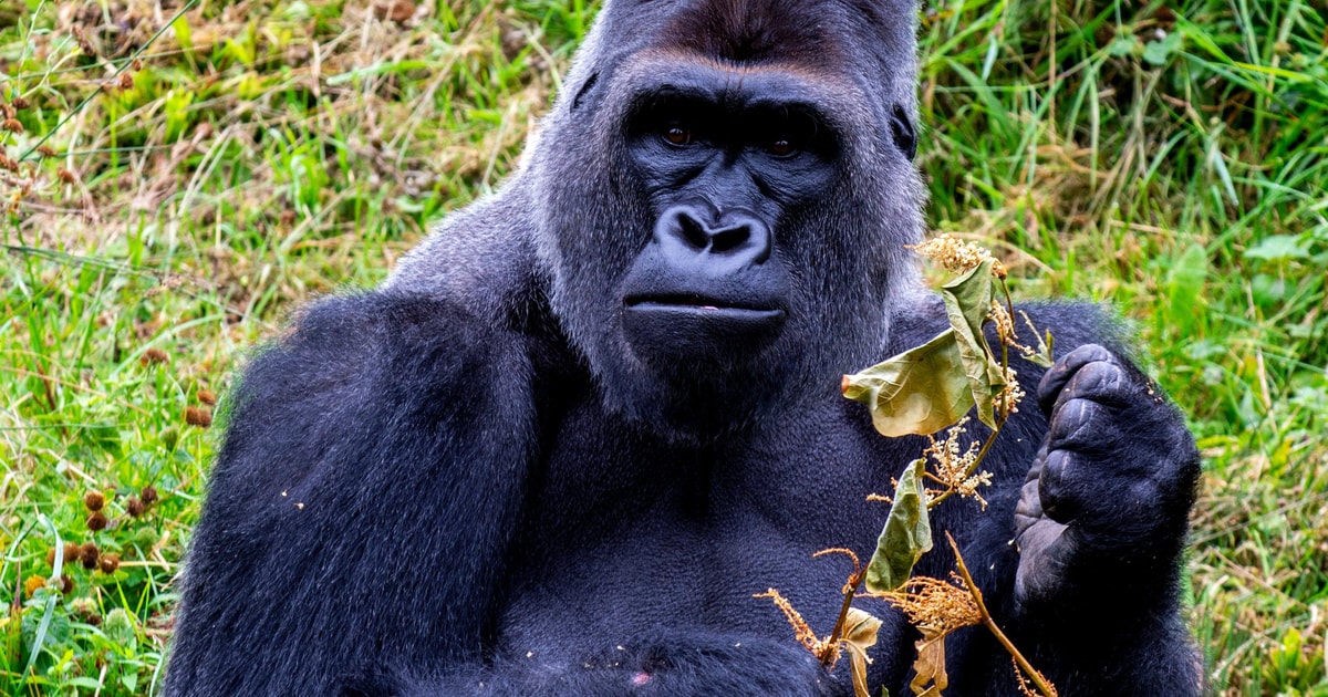 Safari de 4 días de senderismo con gorilas en Uganda, en el P.N. de la ...