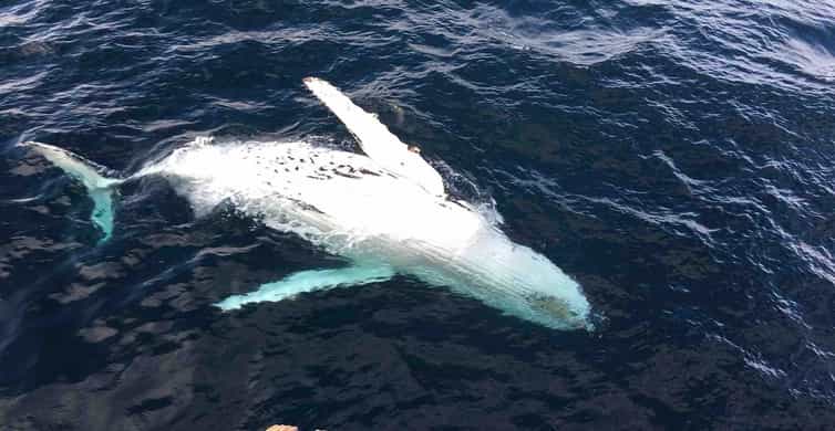 From Panama City: Whale Watching & Las Perlas Beach Day Pass | GetYourGuide