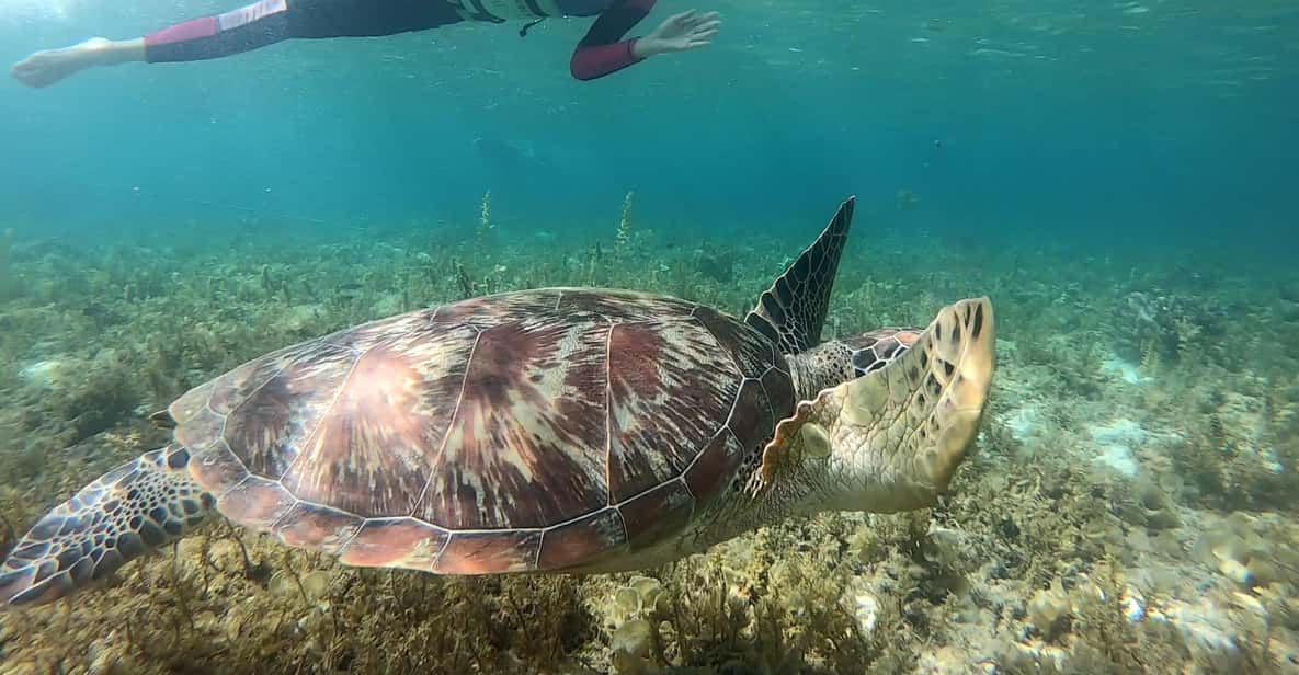 Cebu: Moalboal Sardine Run Snorkeling & Kawasan Canyon Tour | GetYourGuide