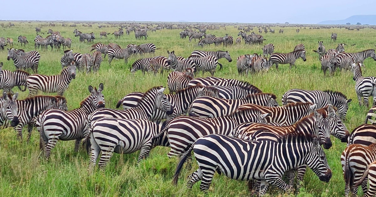 6 jours de découverte de la savane | GetYourGuide