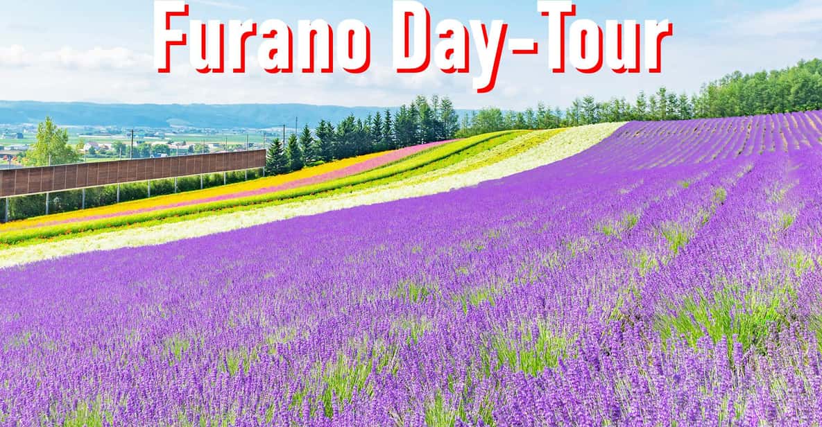 From Sapporo: 10-hour Customized Private Tour to Furano | GetYourGuide