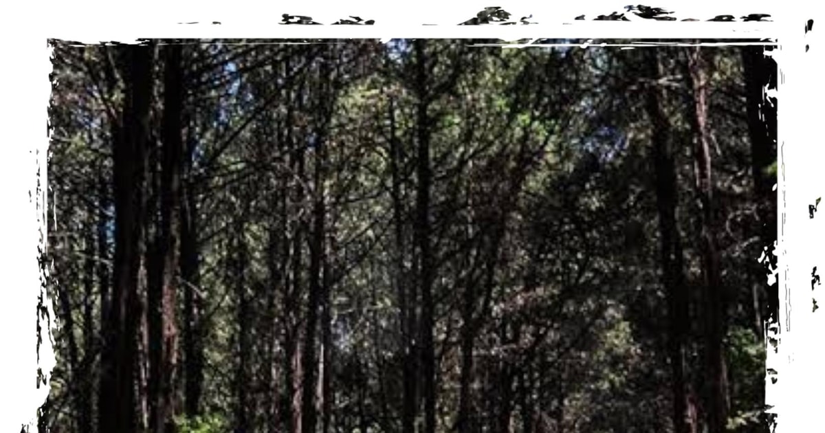 From Addis abeba: Day Trip to Menagesha Suba Forest | GetYourGuide