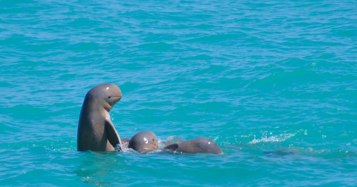 Broome: Snubfin Dolphin Cruises | GetYourGuide