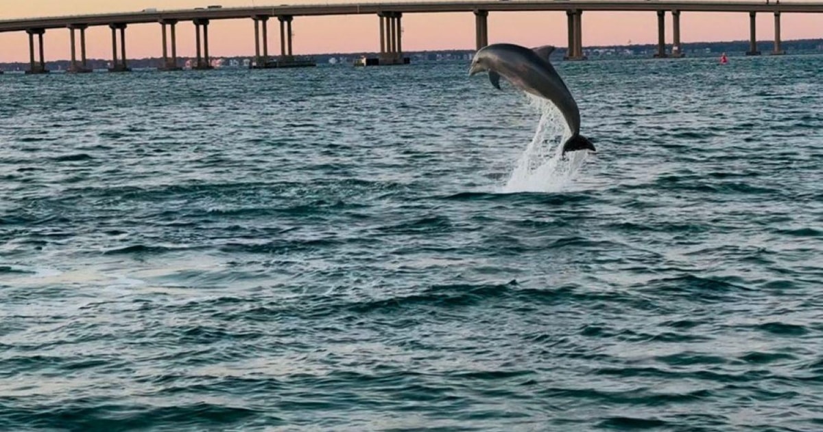 Destin: 90-Minute Boat Ride With Cruise Destin Bay | GetYourGuide