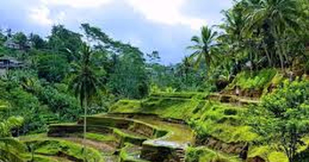 Waterfalls And Tegallalang Tour | GetYourGuide