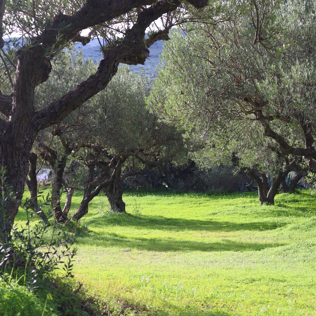 Heraklion: Olive Farm Tour with Tasting of Local Delicacies | GetYourGuide